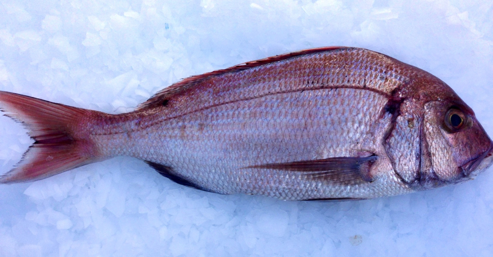 Oceanic | Pesca | Produção | Distribuição | Comercialização Peixe Fresco